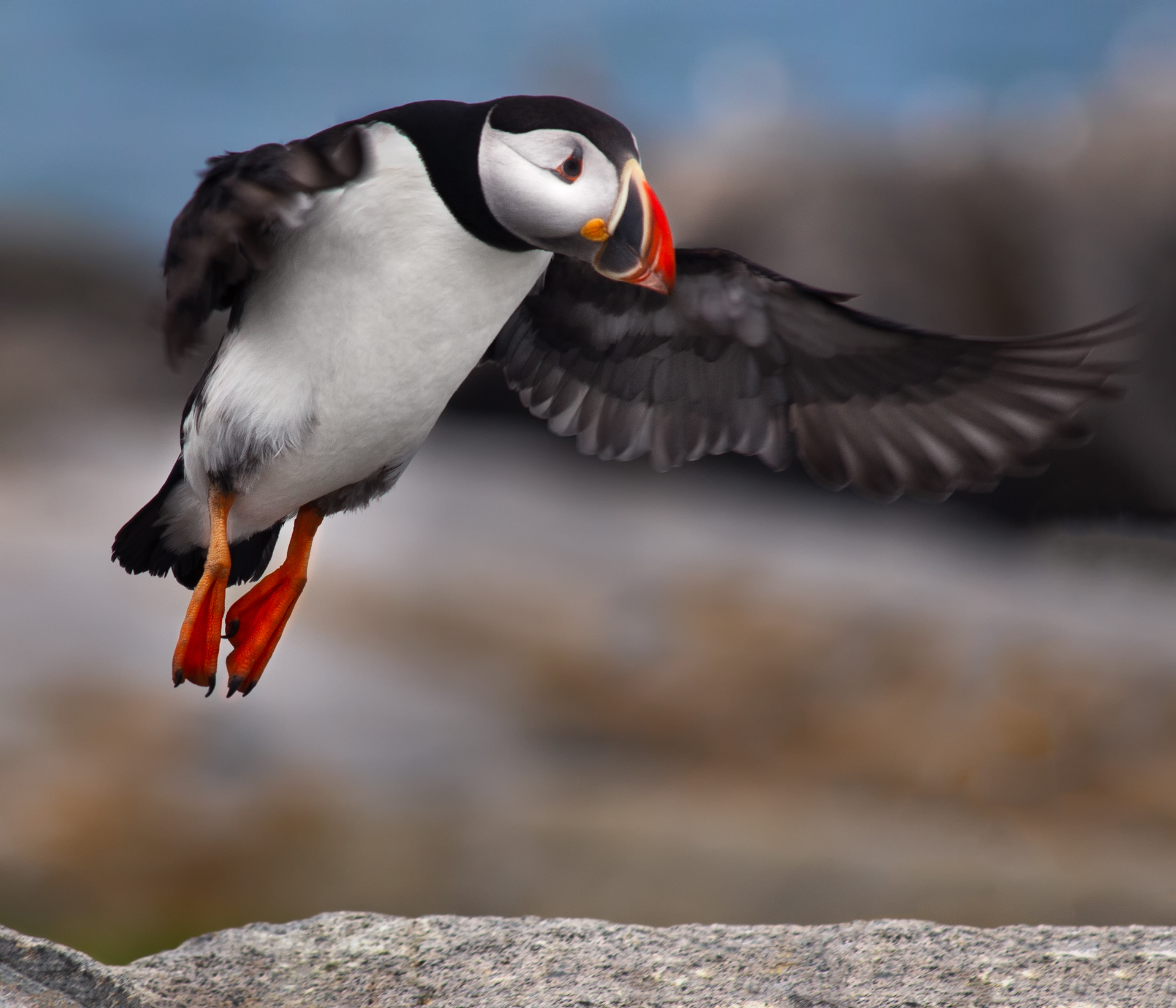 Photographing the Puffins of Machias Seal Island – Joey Priola ...