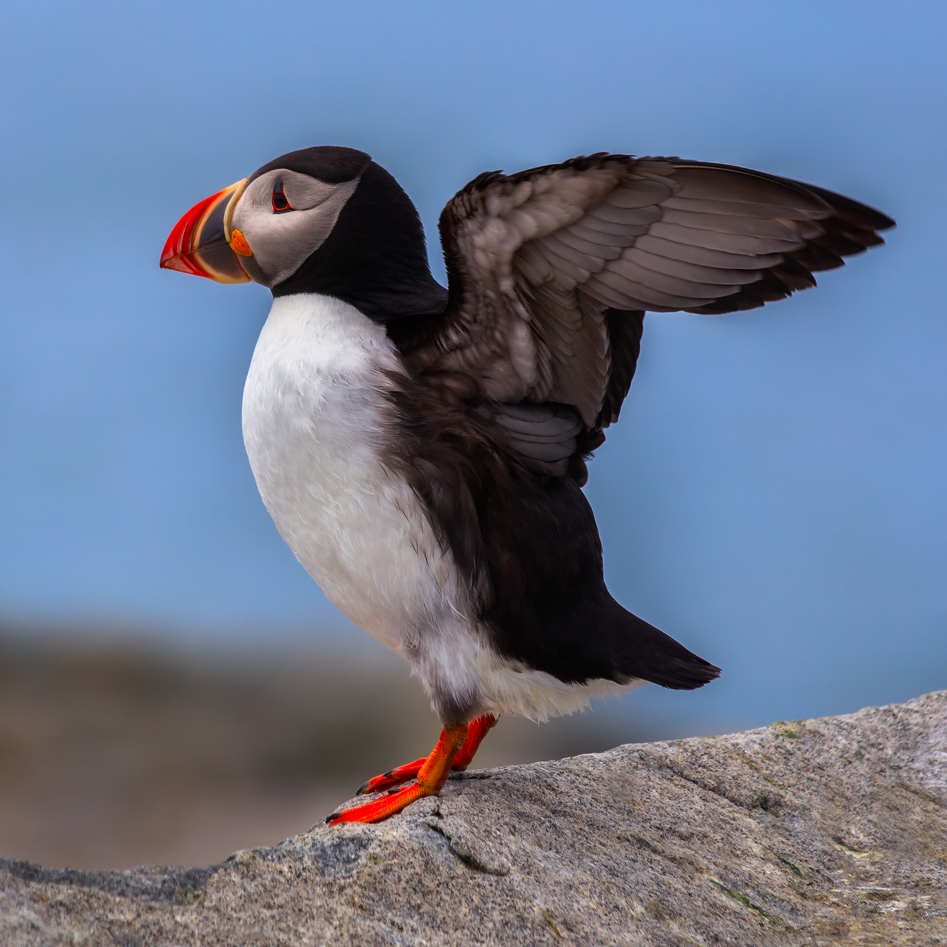 Photographing the Puffins of Machias Seal Island – Joey Priola ...